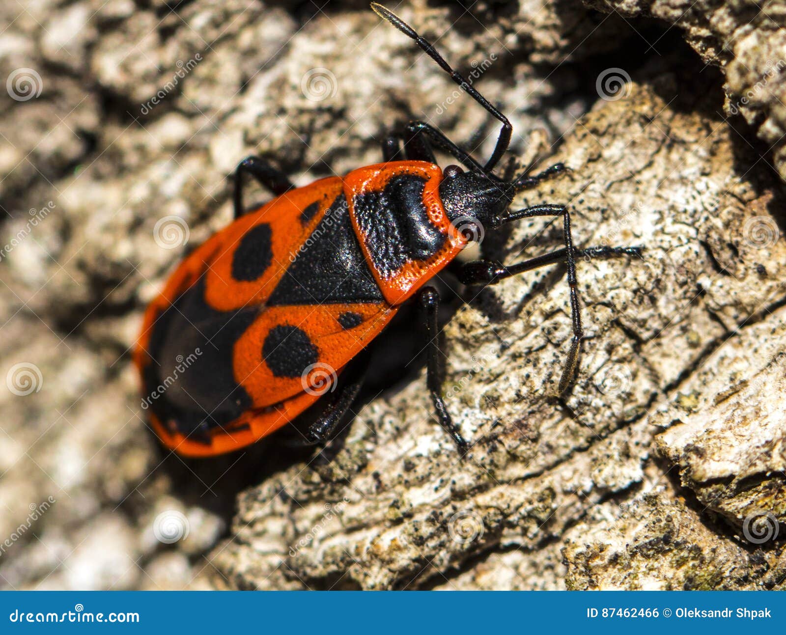 Bedbug-soldier on a Tree Trunk, Red-black Beetle, Super Macro Mo Stock ...
