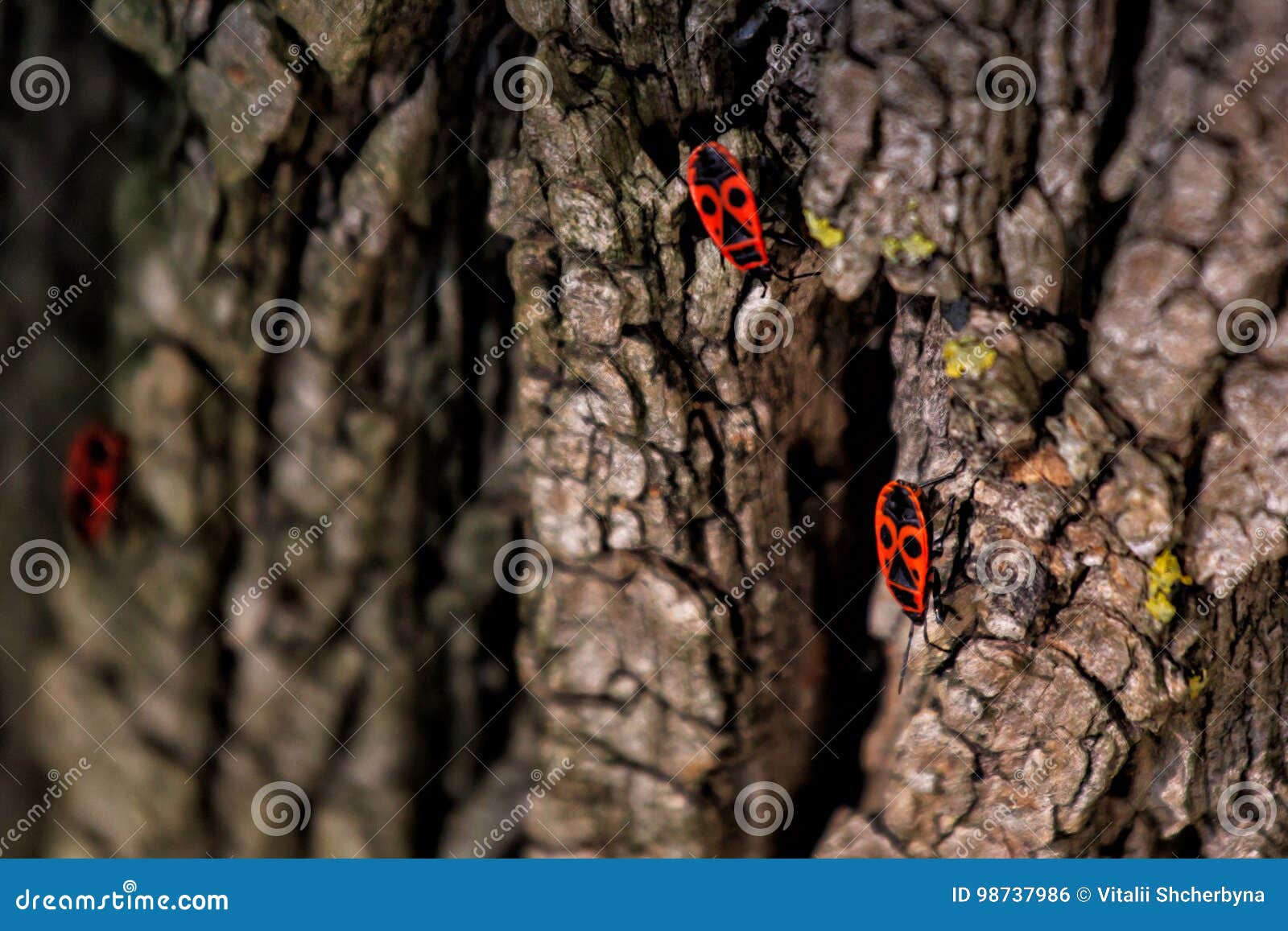 Bedbug-soldier on a Tree Trunk, Red-black Beetle, Super Macro Mode ...