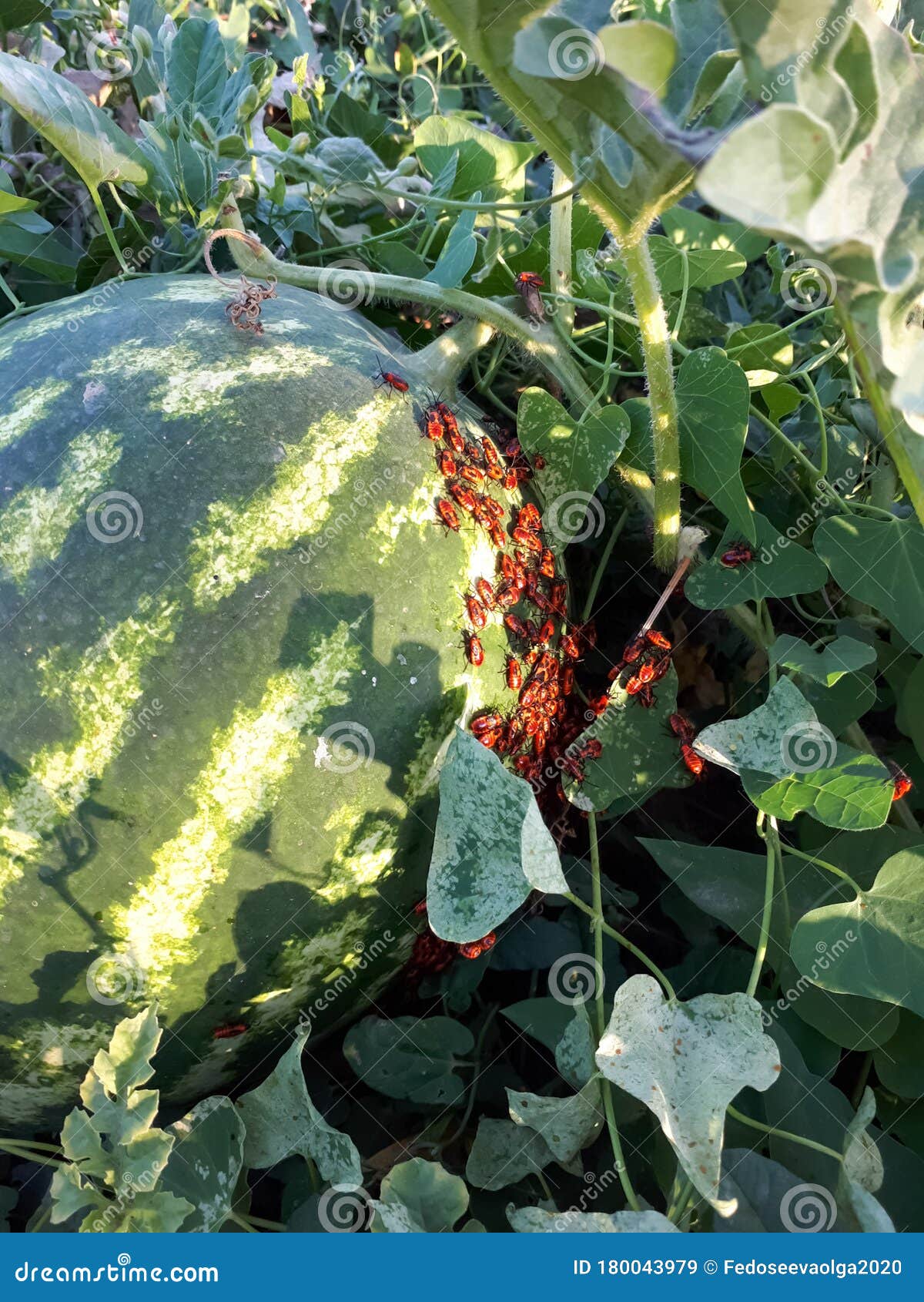Bedbugs Soldiers On Green Watermelon. Colony Of Bugs Of Soldiers Stock ...
