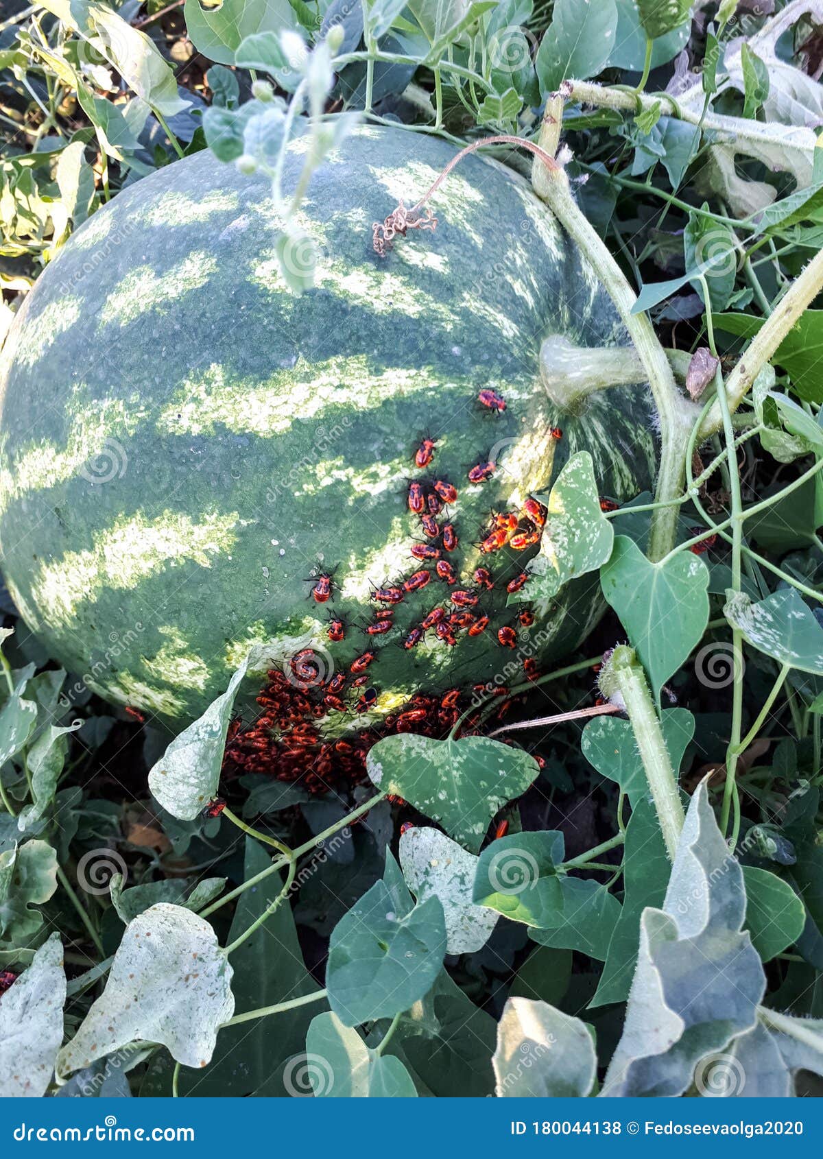 Bedbugs Soldiers On Green Watermelon. Colony Of Bugs Of Soldiers Stock ...