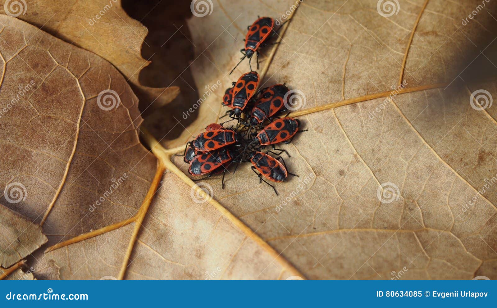 Bedbugs on a maple leaf stock image. Image of blood, leaf - 80634085