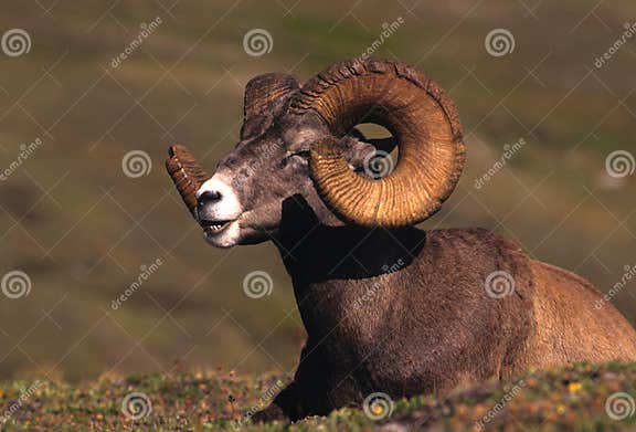 Bedded Bighorn Ram stock photo. Image of male, mountains - 10763132