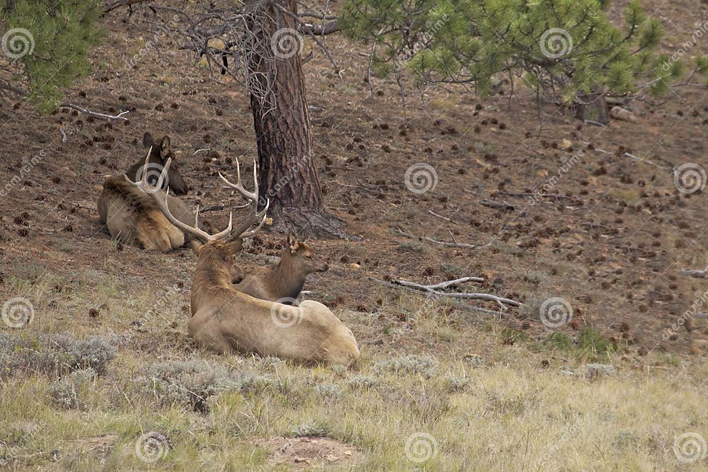 Bedded Bull and Cow Elk stock photo. Image of nature - 27035792