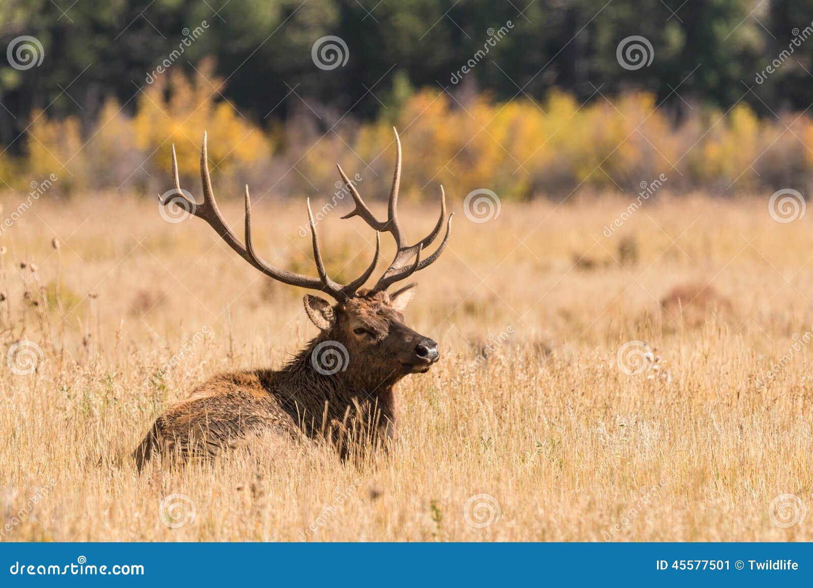 Bedded Bull Elk stock image. Image of wild, nature, bedded - 45577501