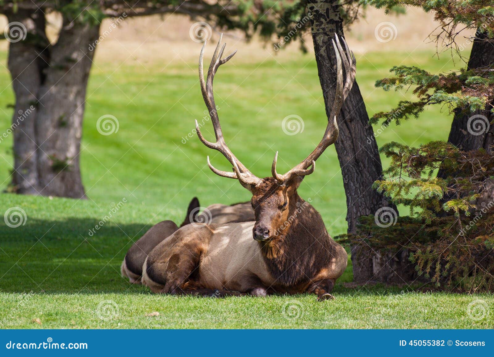 Bedded Bull Elk stock photo. Image of nature, meadow - 45055382
