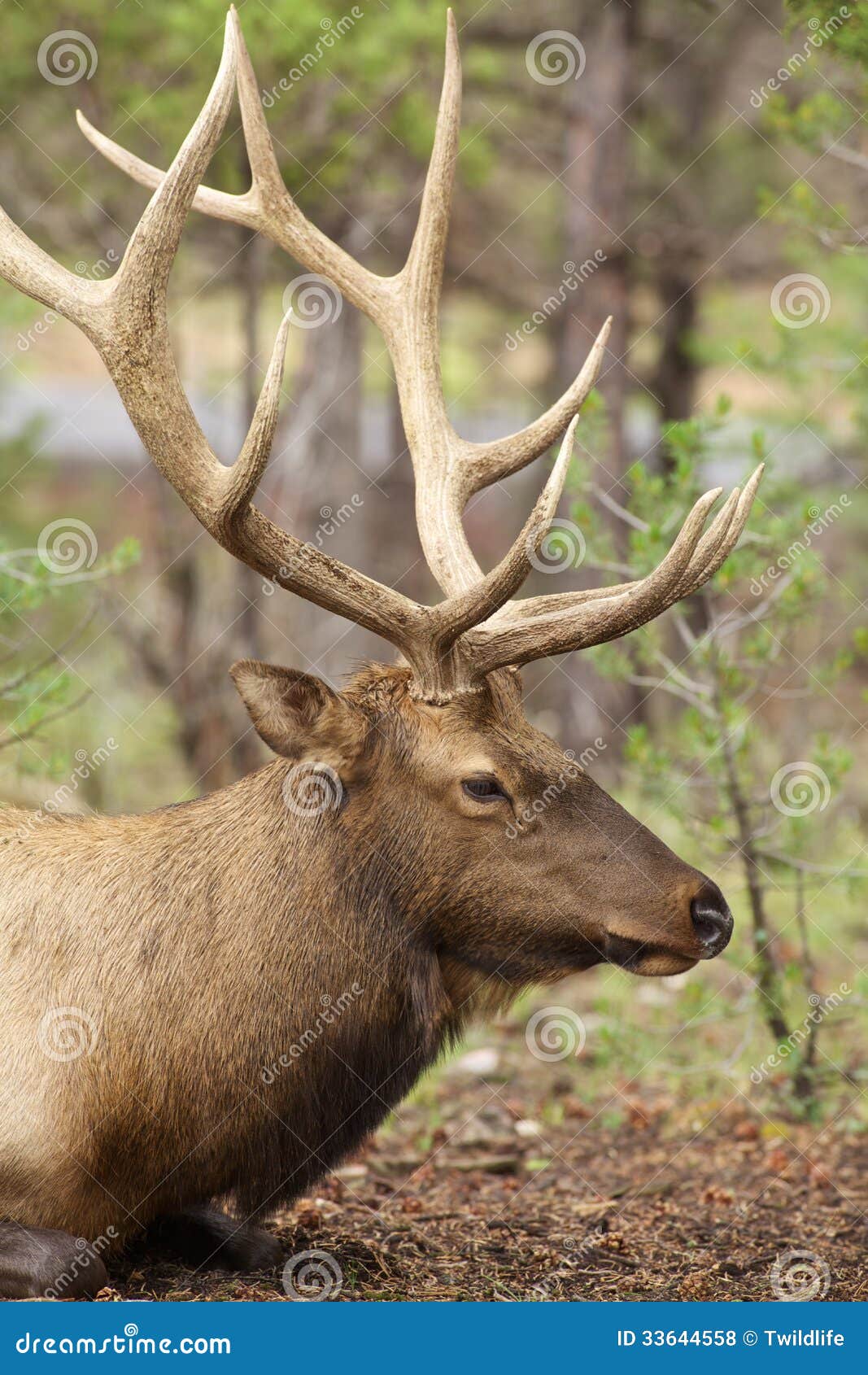Bedded Bull Elk Portrait stock photo. Image of animal - 33644558