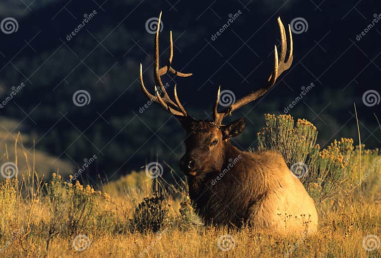 Bedded Bull Elk in Sage stock image. Image of mammal, game - 9309879