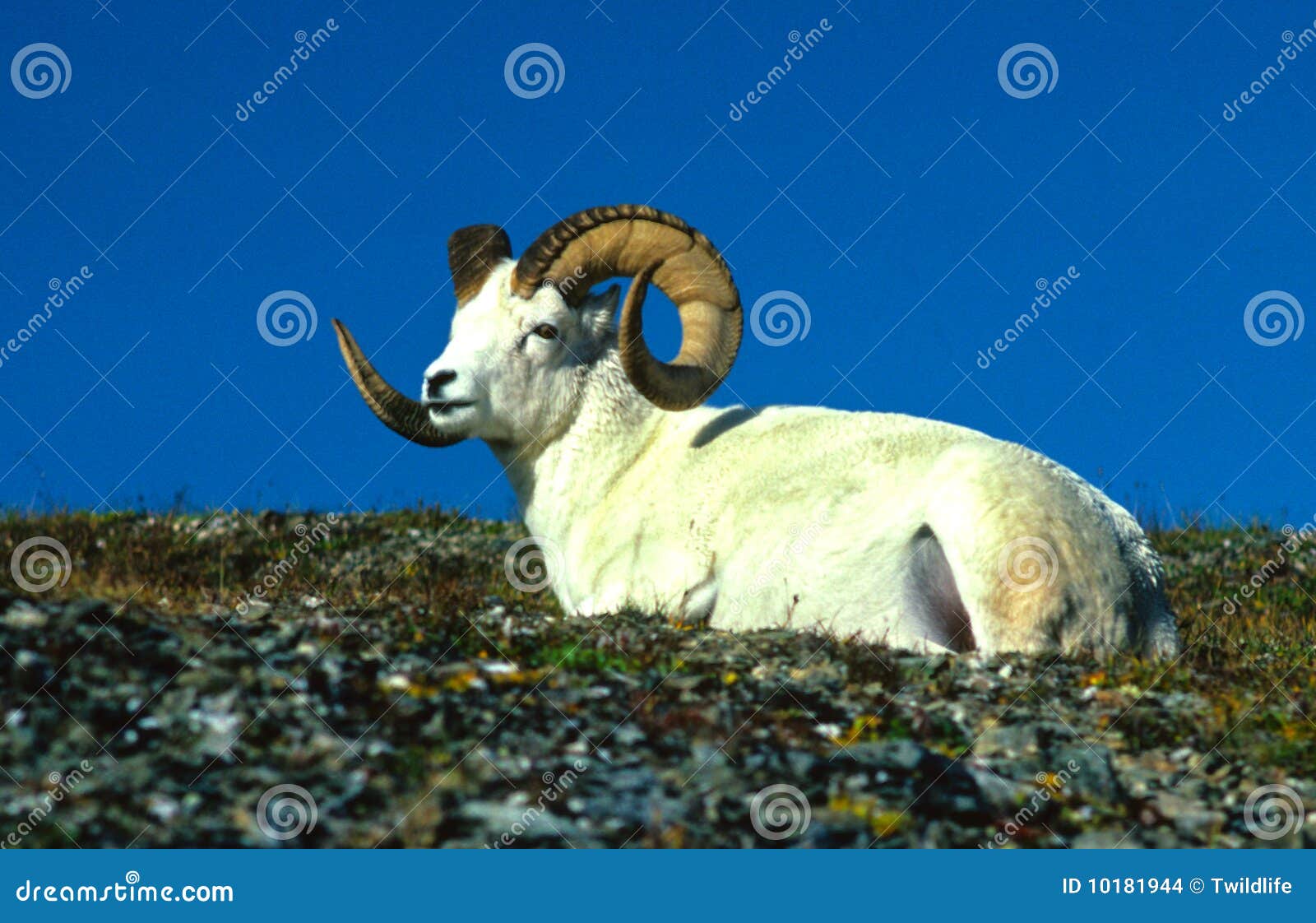 Bedded Dall Sheep Ram stock photo. Image of ungulate - 10181944