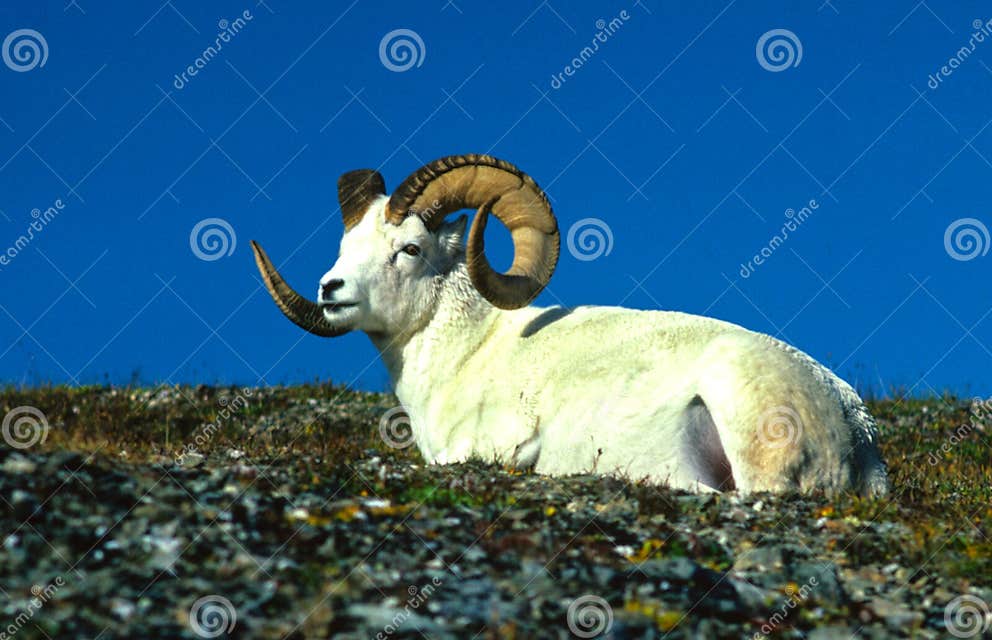 Bedded Dall Sheep Ram stock photo. Image of ungulate - 10181944