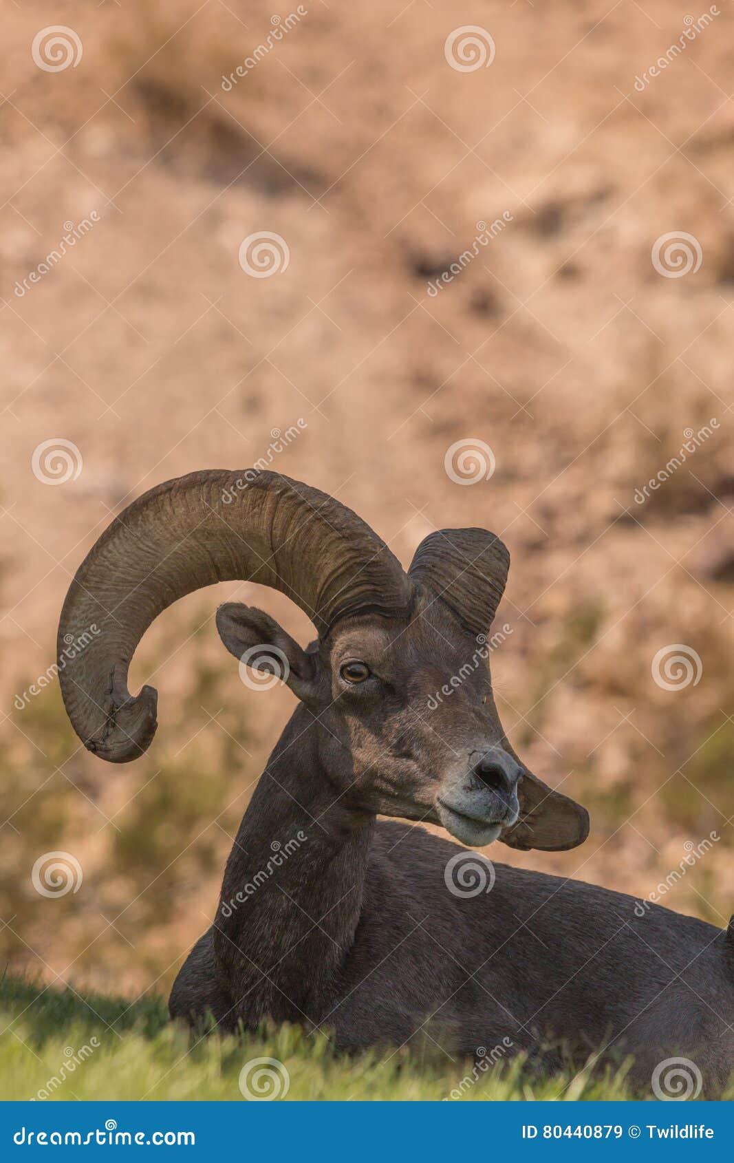 Bedded Desert Bighorn Ram stock image. Image of bedded - 80440879
