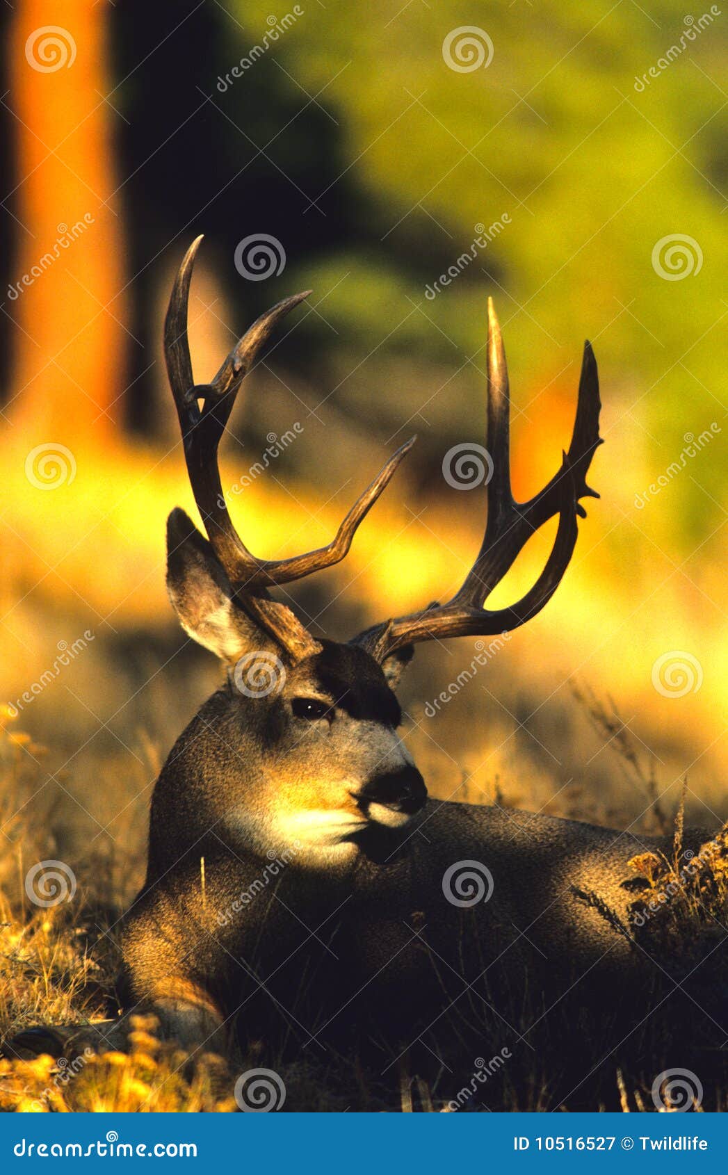 Bedded Mule Deer Buck stock image. Image of deer, mountain - 10516527