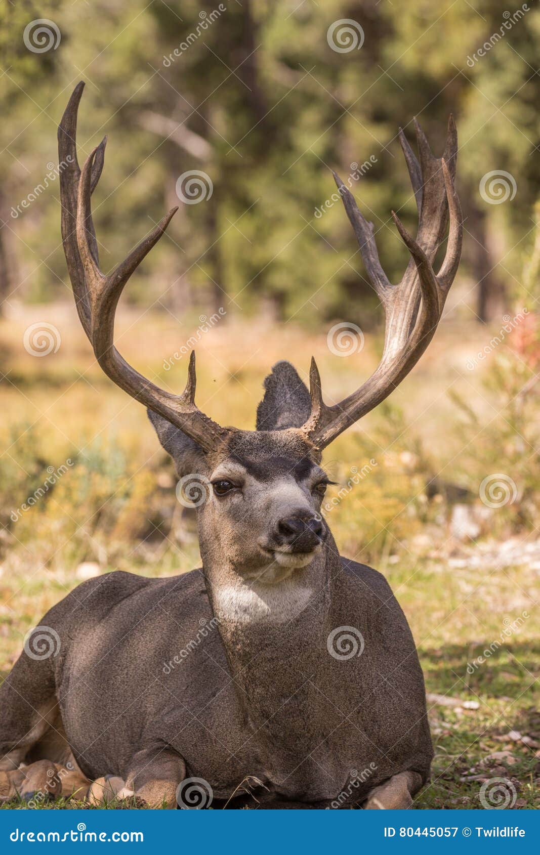 Bedded Mule Deer Buck stock image. Image of forest, outdoors - 80445057