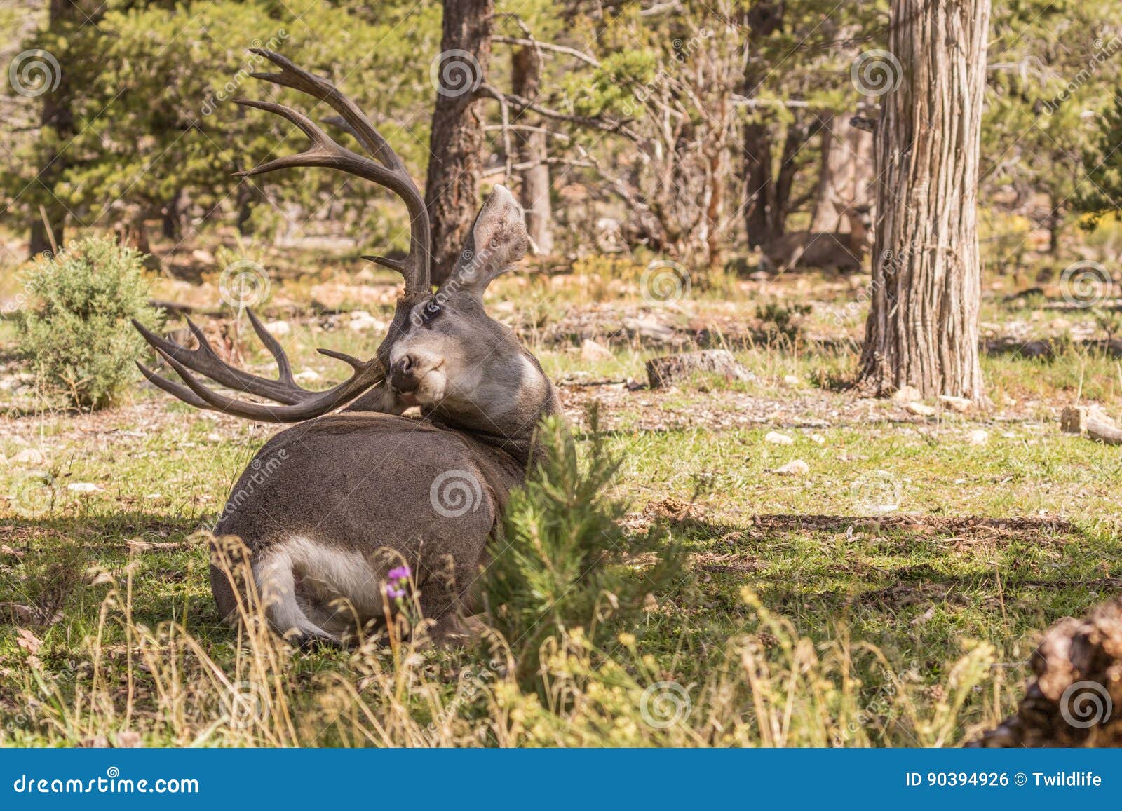 Bedded Mule Deer Buck stock photo. Image of arizona, mule - 90394926