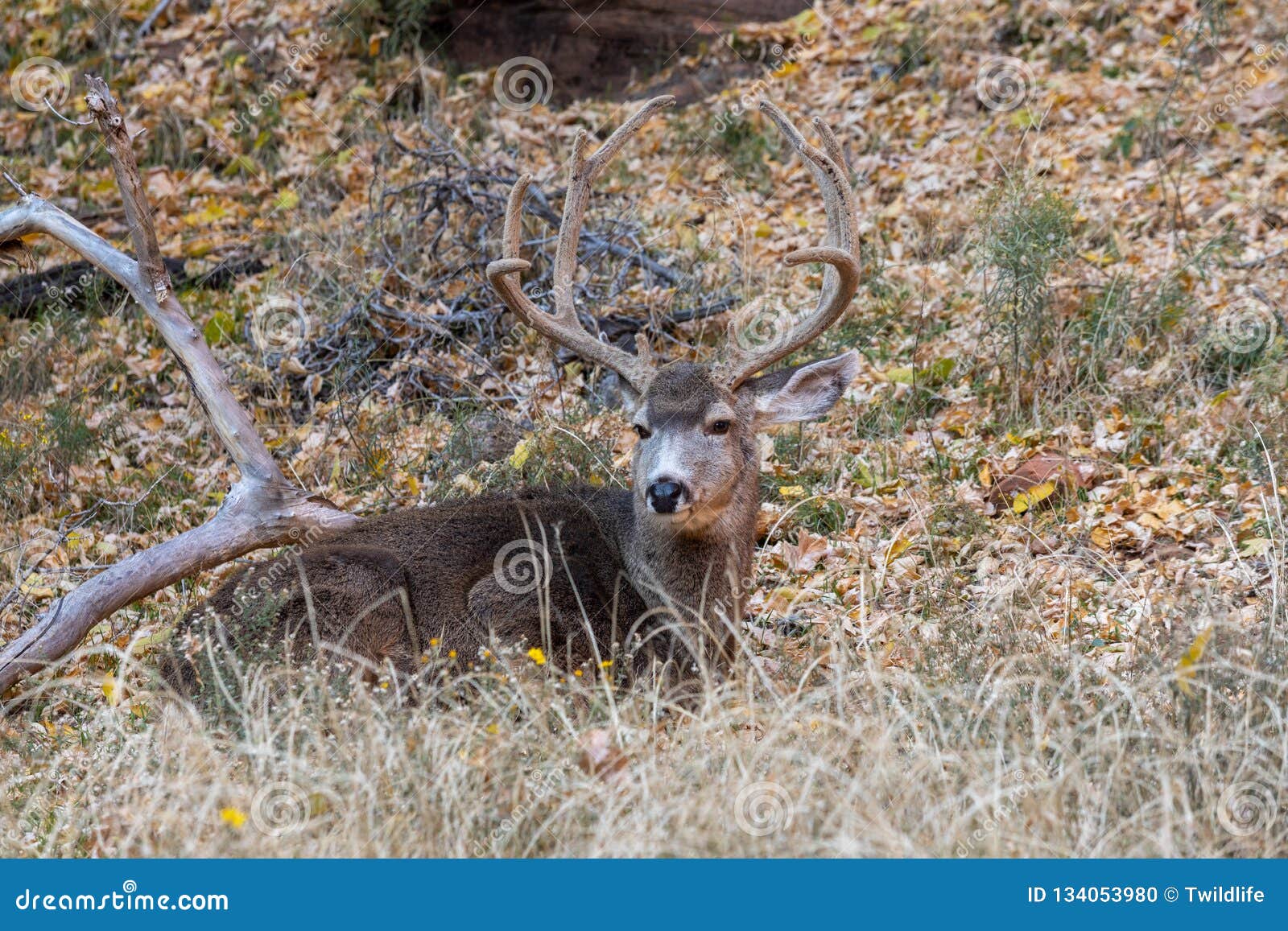 Bedded Mule Deer Buck in Velvet Stock Photo - Image of antlers ...