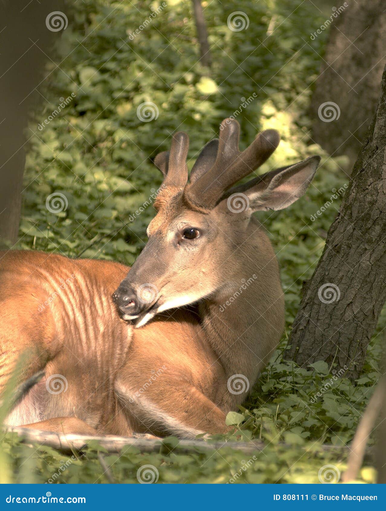 Bedded Whitetail Buck. stock image. Image of hunting, outdoors - 808111