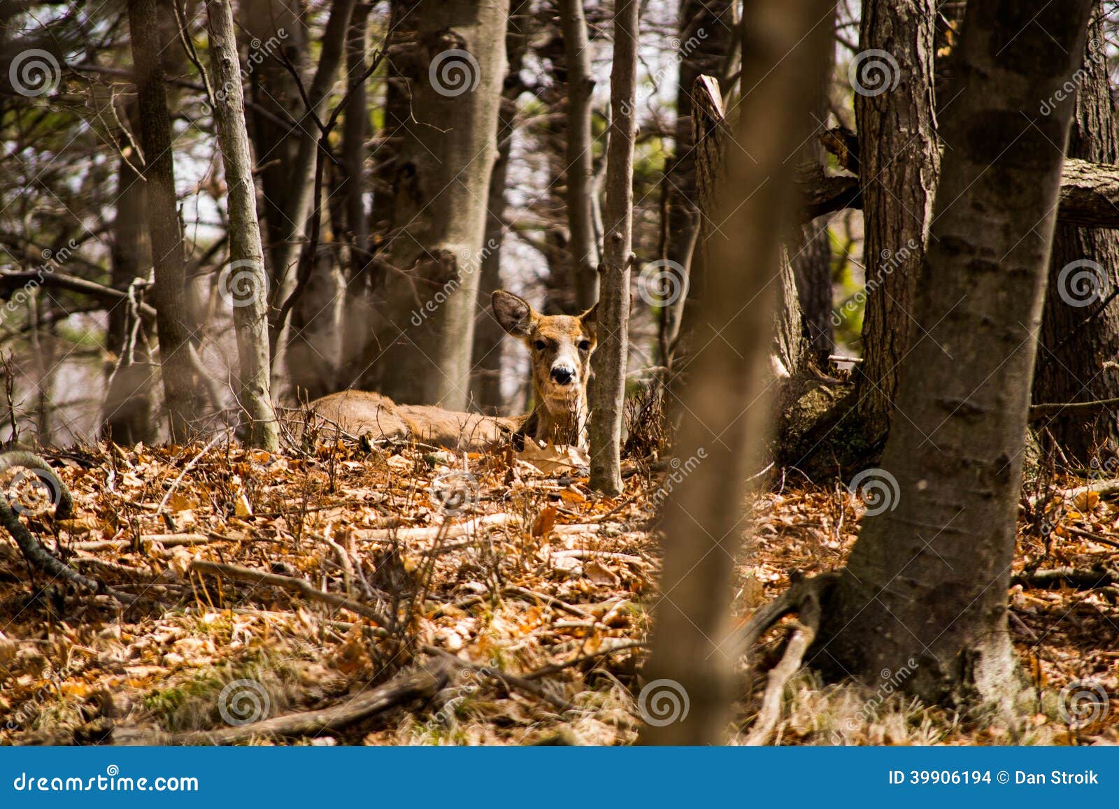 Bedded whitetail doe stock photo. Image of whitetailed - 39906194