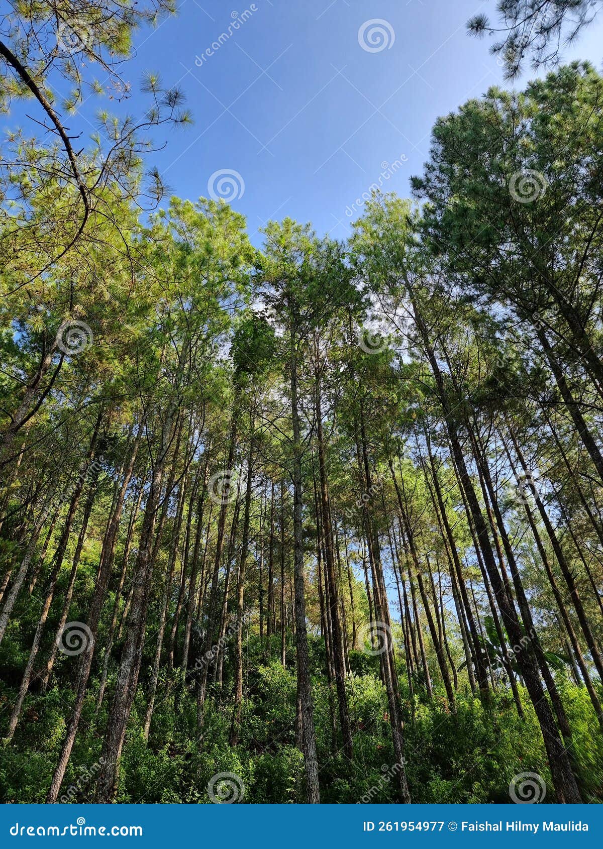 Bedengan Pine Forest stock image. Image of bedengan - 261954977