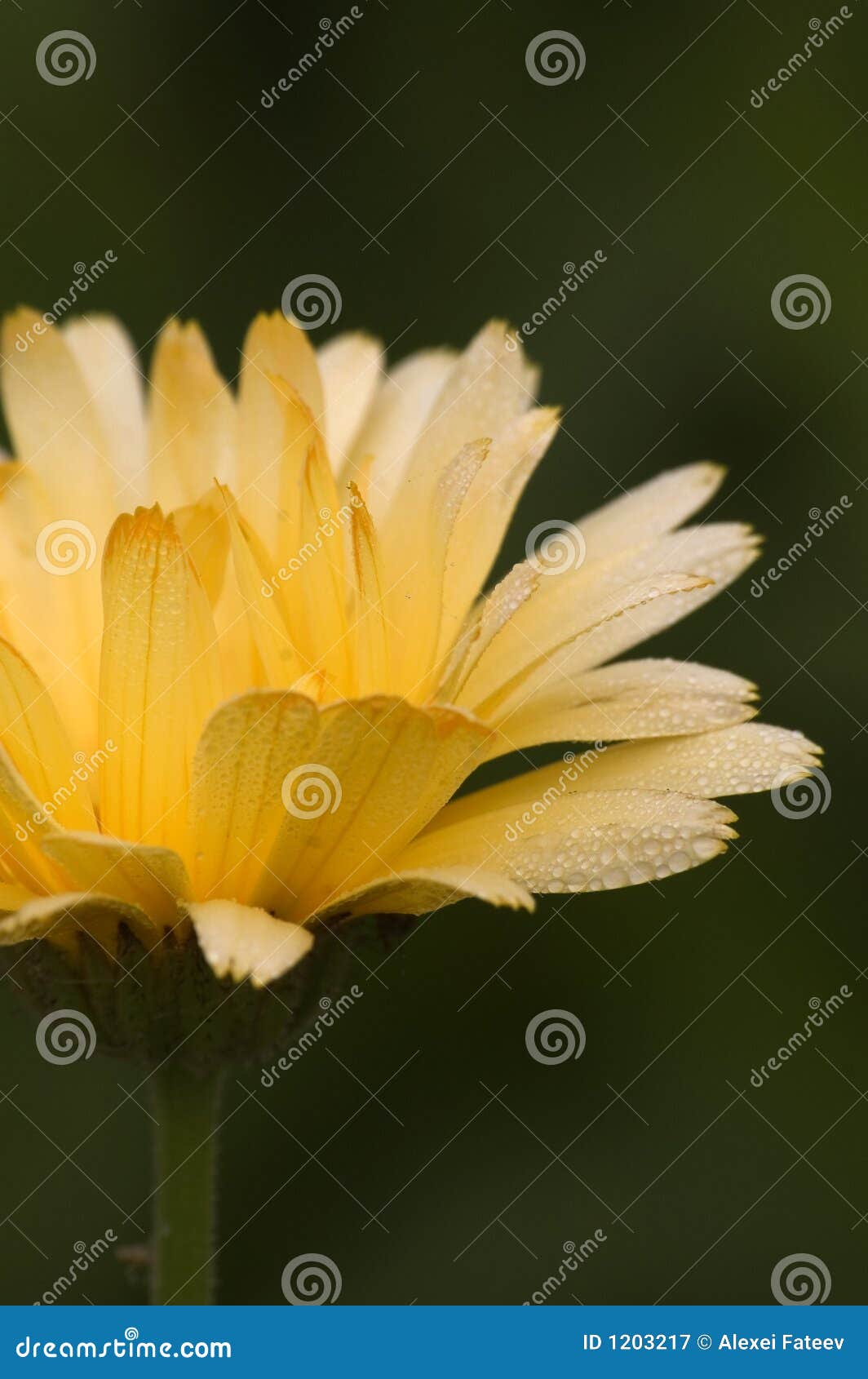 Bedewed Marigold stock image. Image of flower, herb, calendula - 1203217
