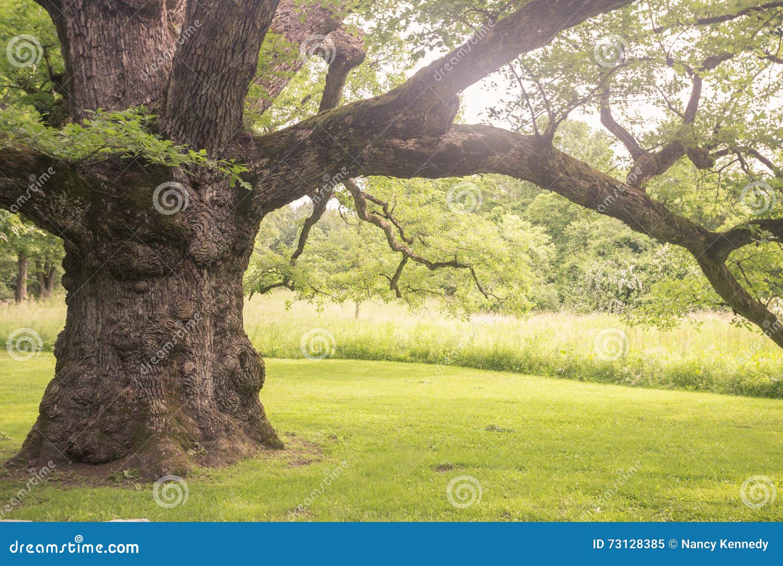 Bedford Oak stock image. Image of bedford, branch, limb - 73128385