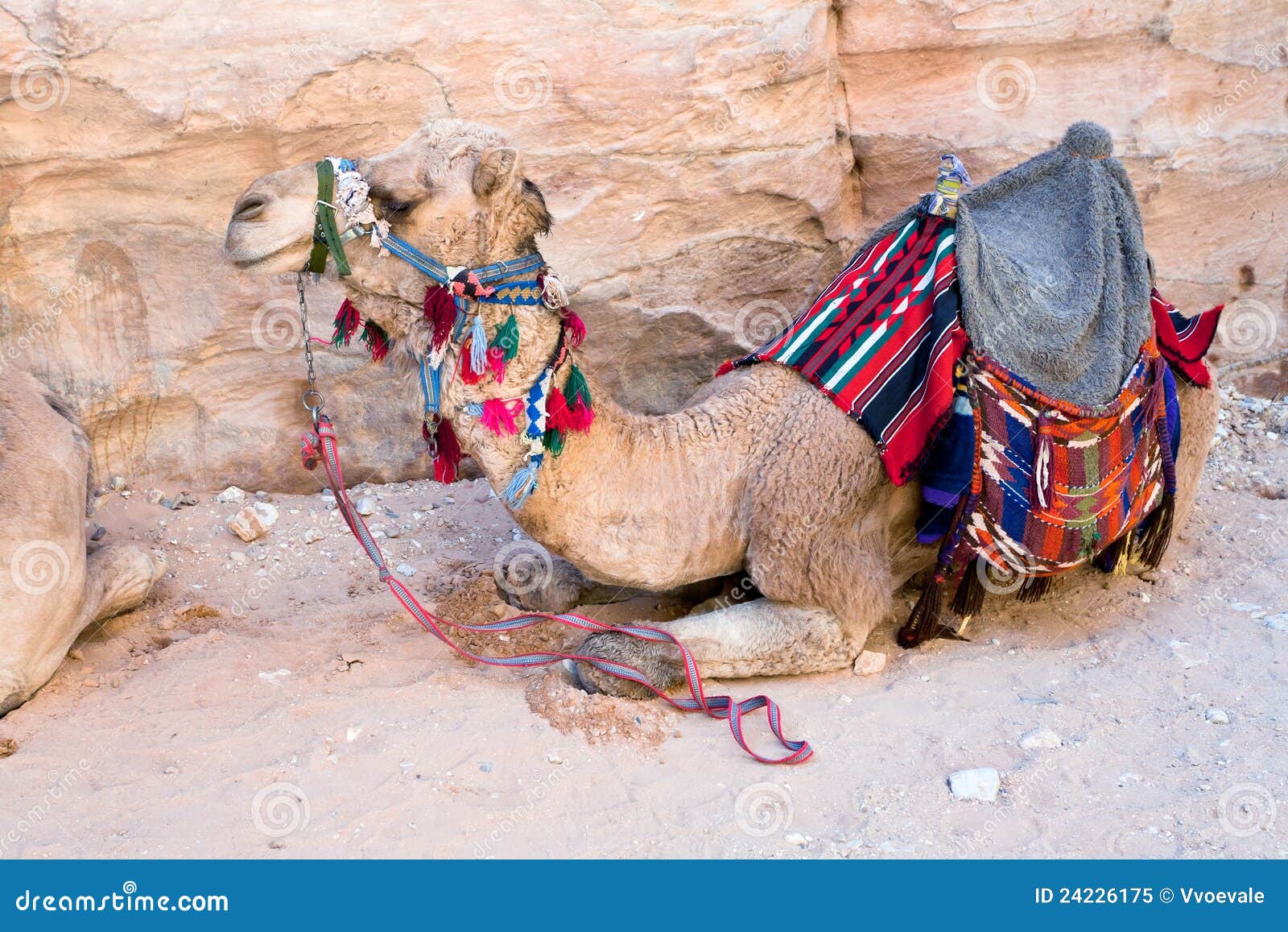 Bedouin camel stock image. Image of arabic, country, cloth - 24226175
