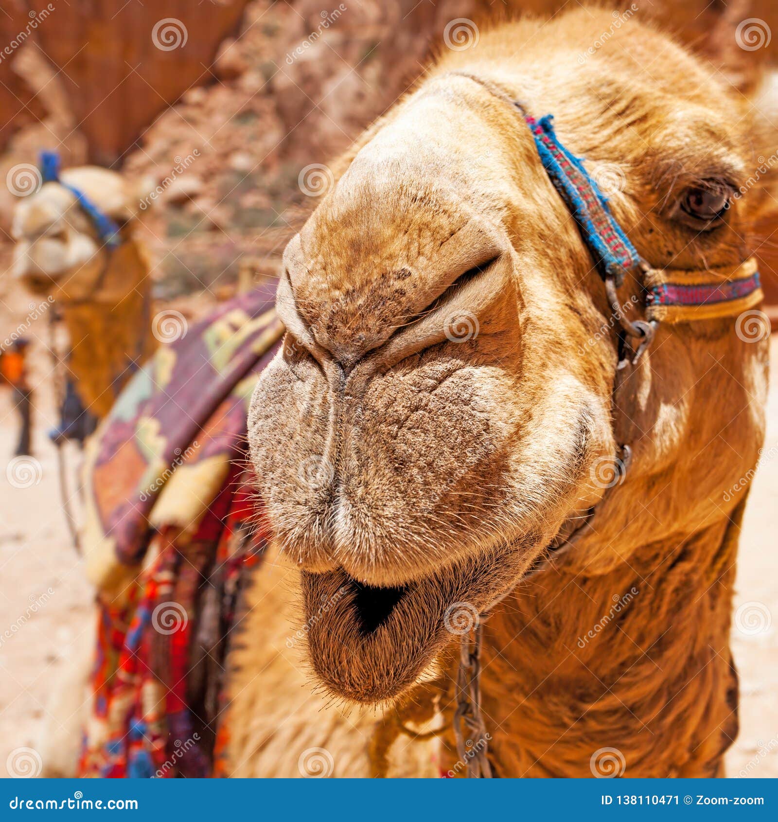 Bedouin camel muzzle stock image. Image of bedouin, east - 138110471