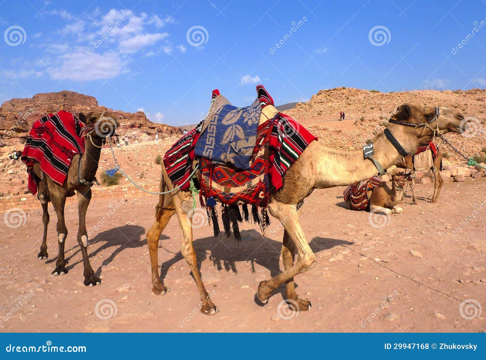 Bedouin Camels in Petra, Jordan Stock Photo - Image of nabataeans ...