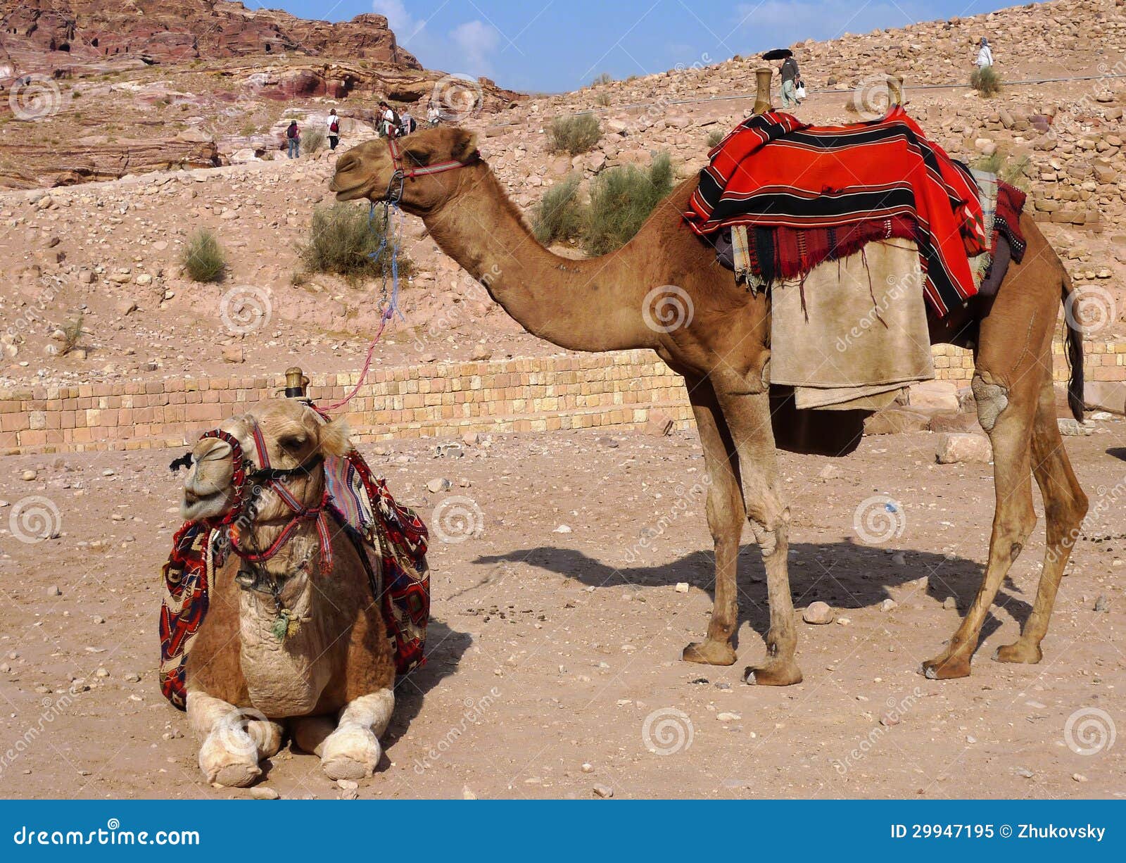 Bedouin Camels in Petra, Jordan Editorial Image - Image of natural ...