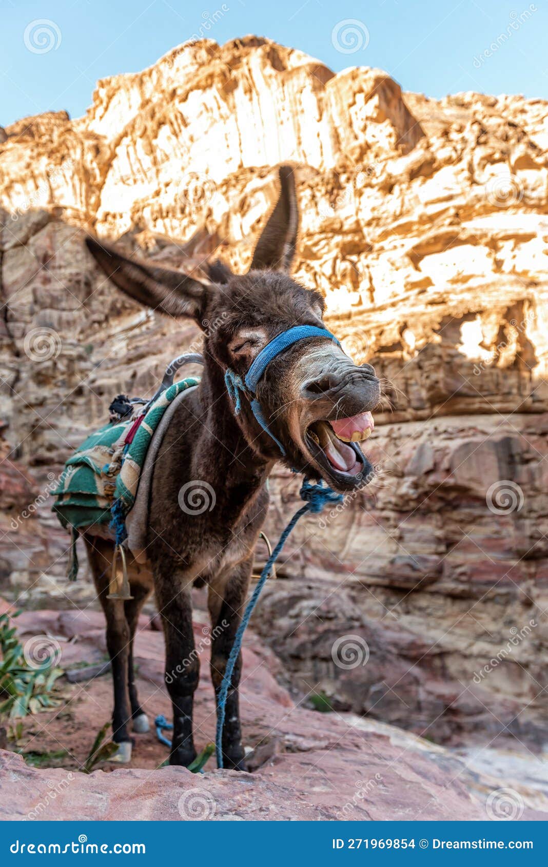 Bedouin Donkey with Funny Face at Sunset Stock Photo - Image of ...