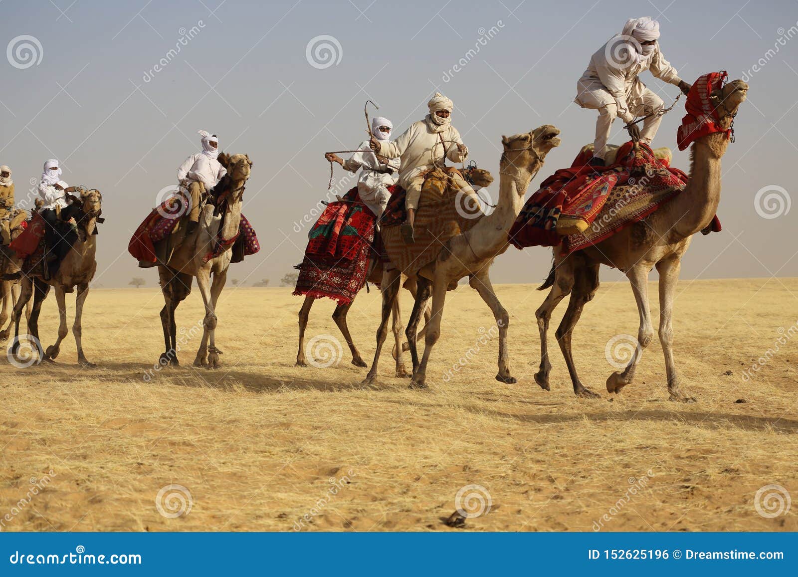 Bedouin Rides on Camel through Sandy Desert Editorial Photo - Image of ...