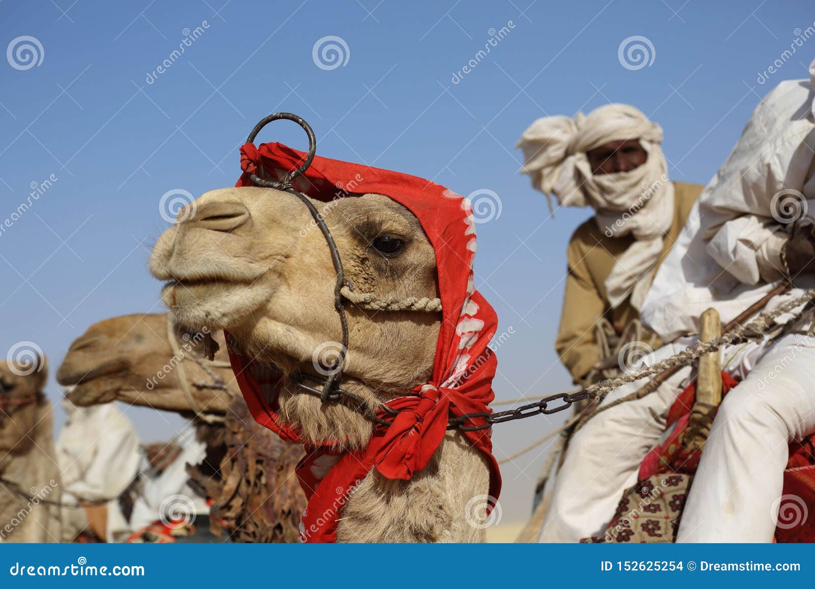 Bedouin Rides on Camel through Sandy Desert Editorial Stock Image ...
