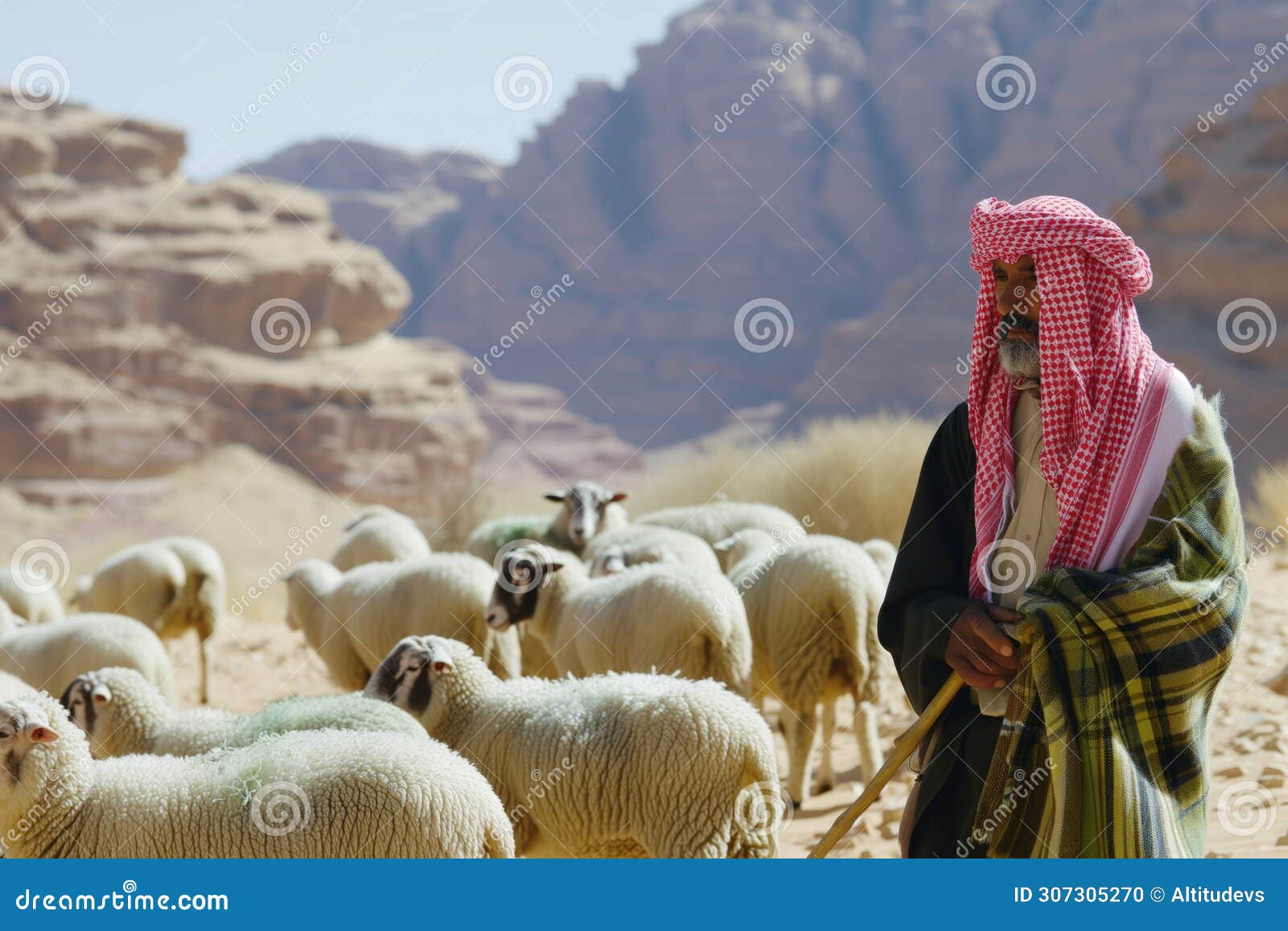 Bedouin Shepherd with Flock of Sheep on Arid Land Stock Photo - Image ...