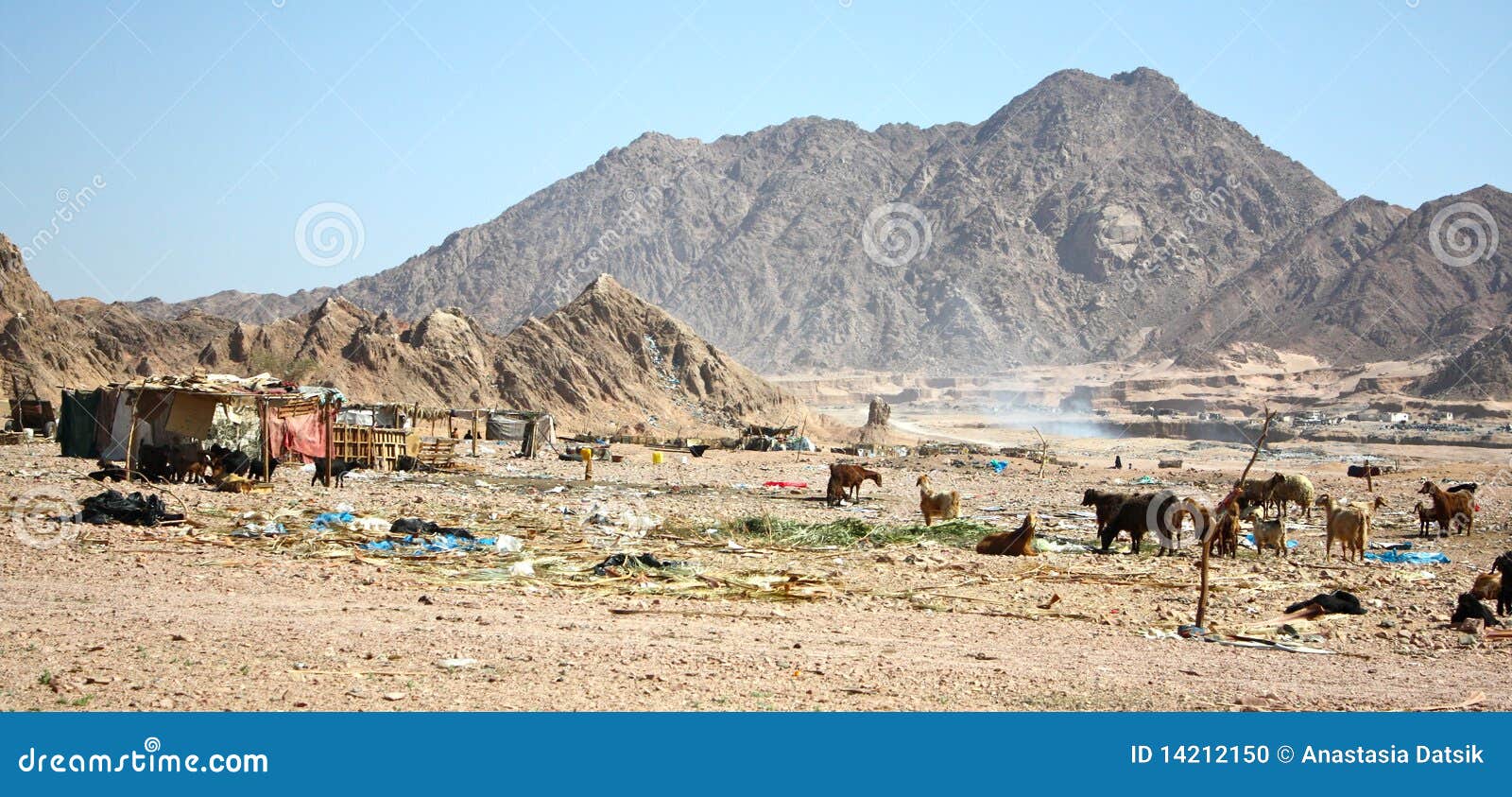 Bedouins stock photo. Image of life, herd, bedouin, nature - 14212150