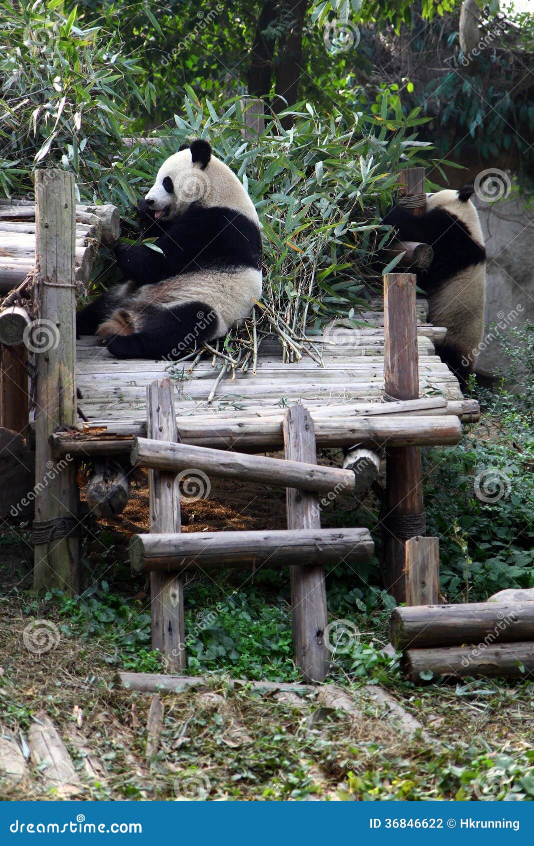 Bedreigde Panda Die Bamboe Eten Stock Foto - Image of dier, leuk: 36846622