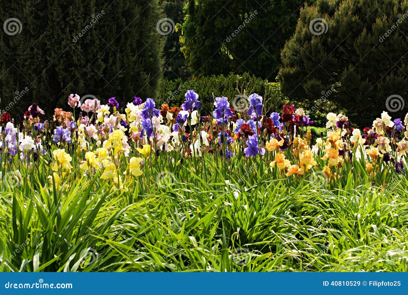 Beds of irises stock image. Image of park, irises, romantic - 40810529