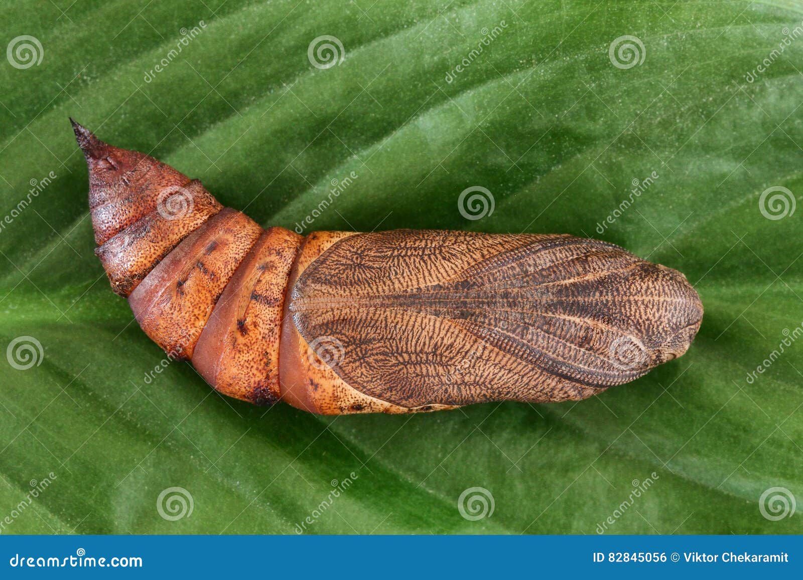 Bedstraw Hawk-moth Chrysalis Hyles Gallii Stock Photo - Image of ...