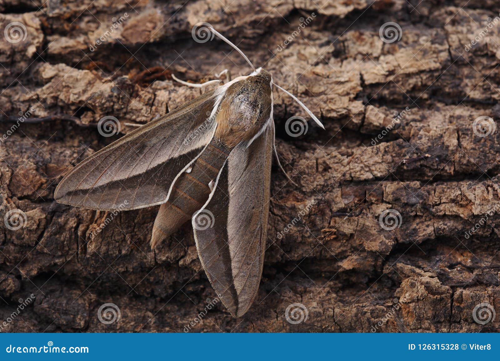 Bedstraw Hawk-moth Hyles Gallii on Bark Stock Photo - Image of ...