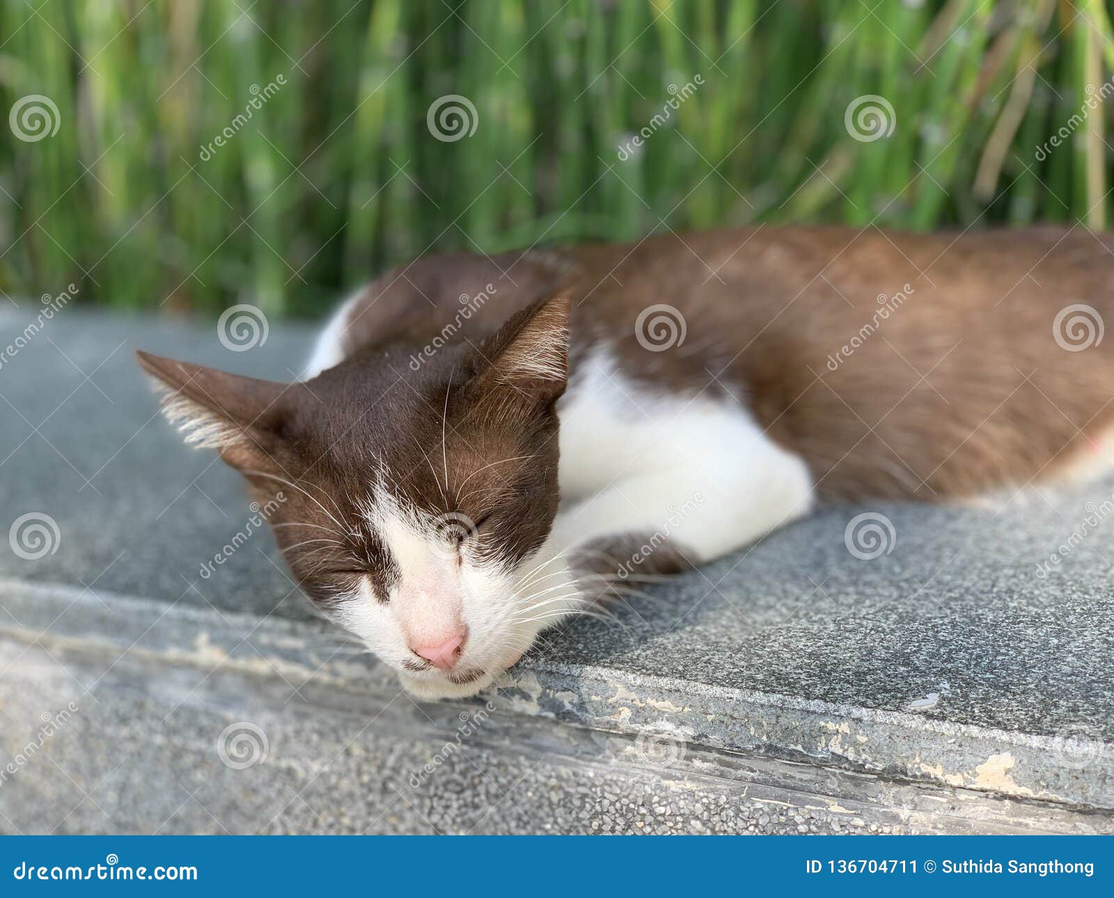 Bedtime stock image. Image of close, sleep, relax, bedtime - 136704711