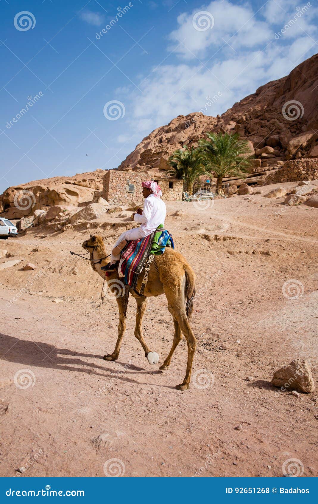 Beduine auf einem Kamel redaktionelles stockfoto. Bild von ägyptisch ...
