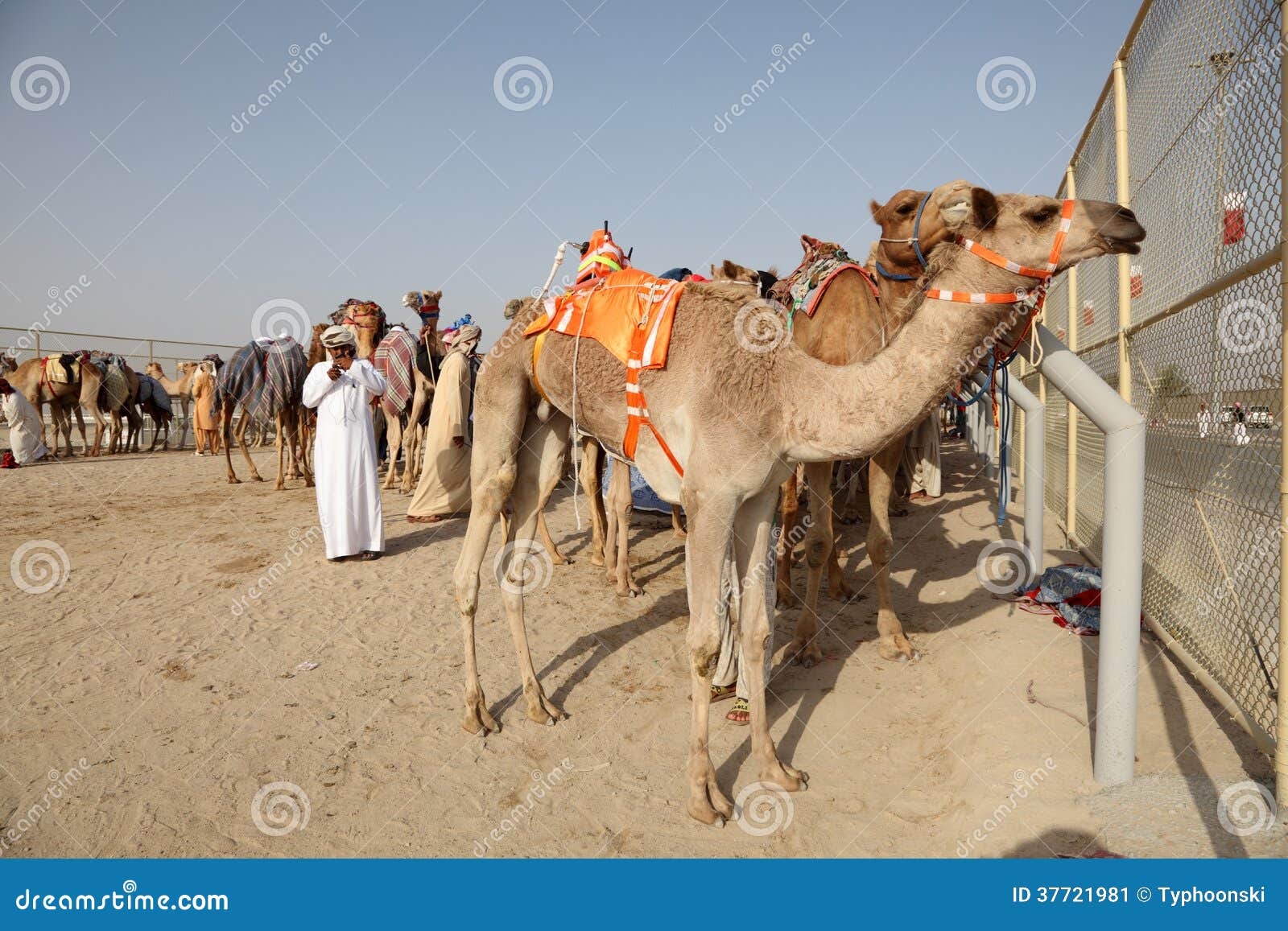Beduinos Con Sus Camellos Que Compiten Con Foto editorial - Imagen de ...