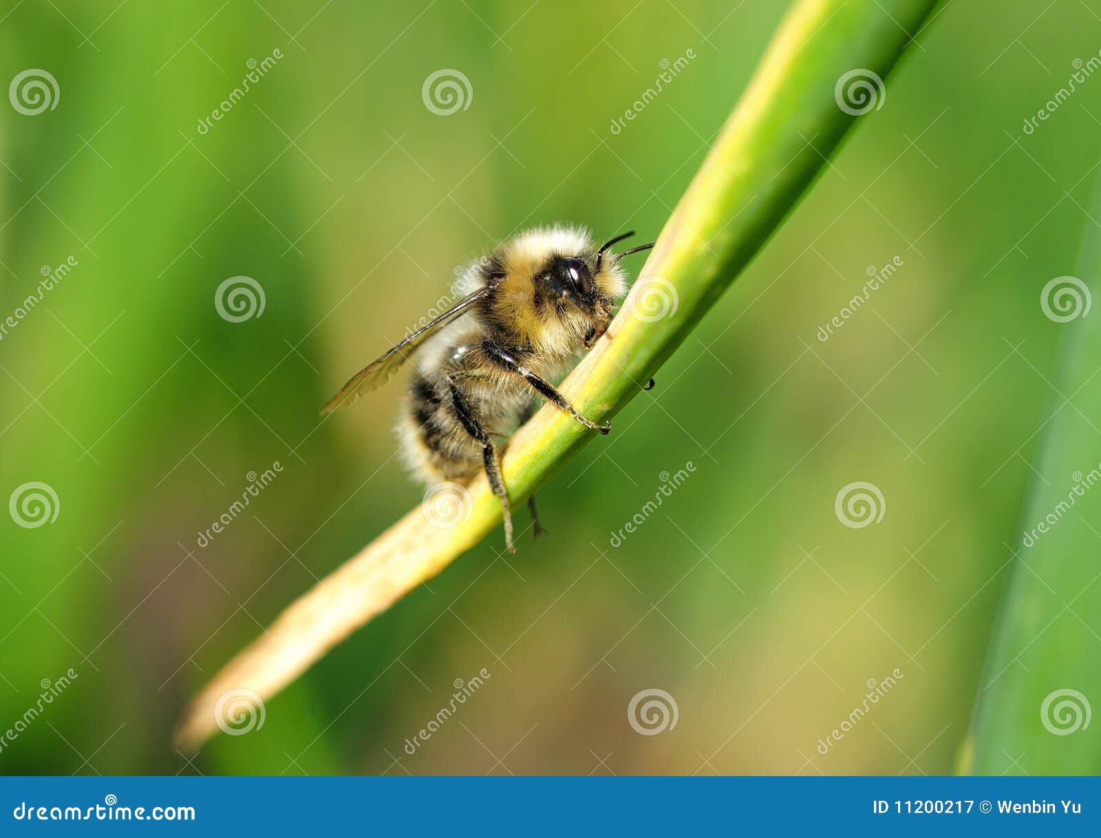 Bee stock image. Image of fluff, view, green, nature - 11200217