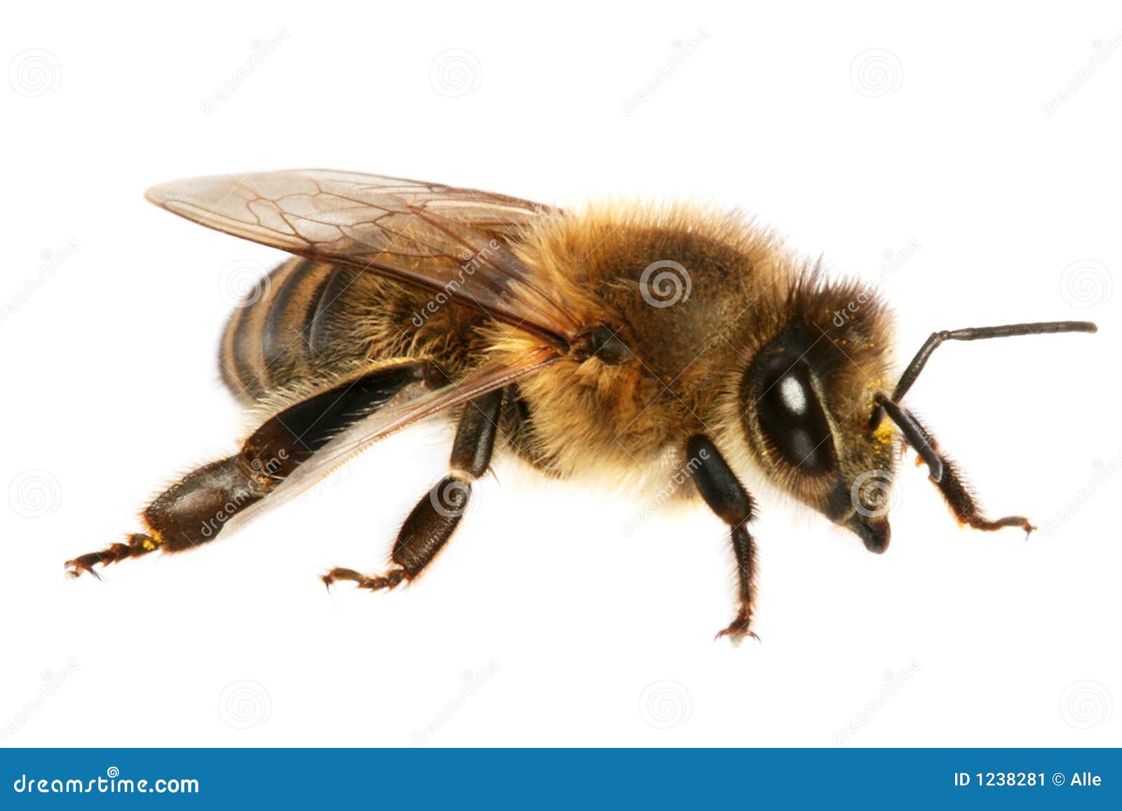 Bee stock image. Image of sting, honey, insect, macro - 1238281