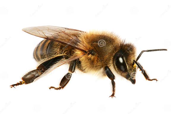 Bee stock image. Image of sting, honey, insect, macro - 1238281