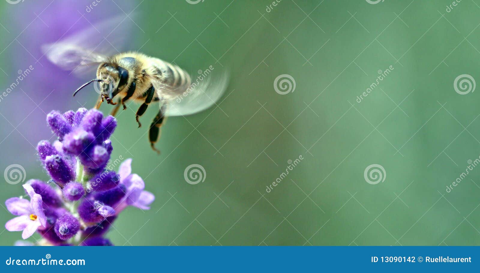 Bee stock photo. Image of insect, wildlife, flying, flower - 13090142