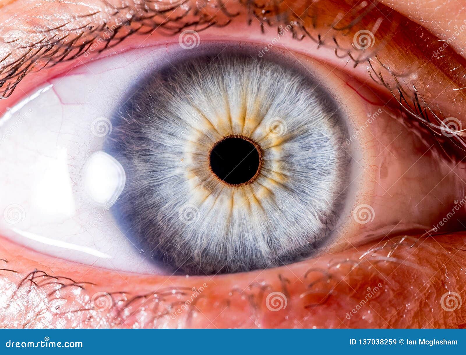 Close Up Eye. Close Up Iris. Very Close Macro Shot of an Eyeball Stock ...