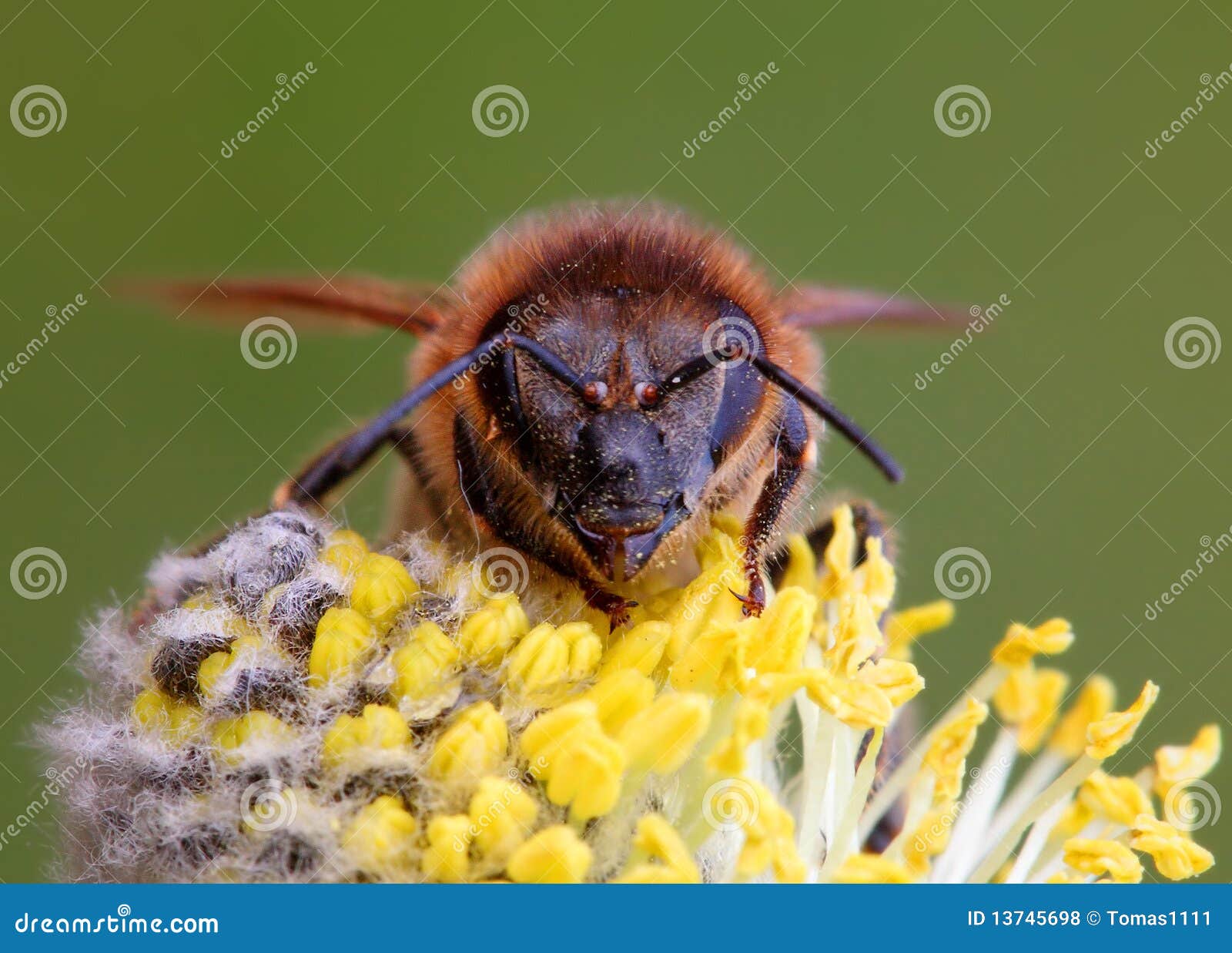 Bee stock photo. Image of light, detail, insect, honey - 13745698