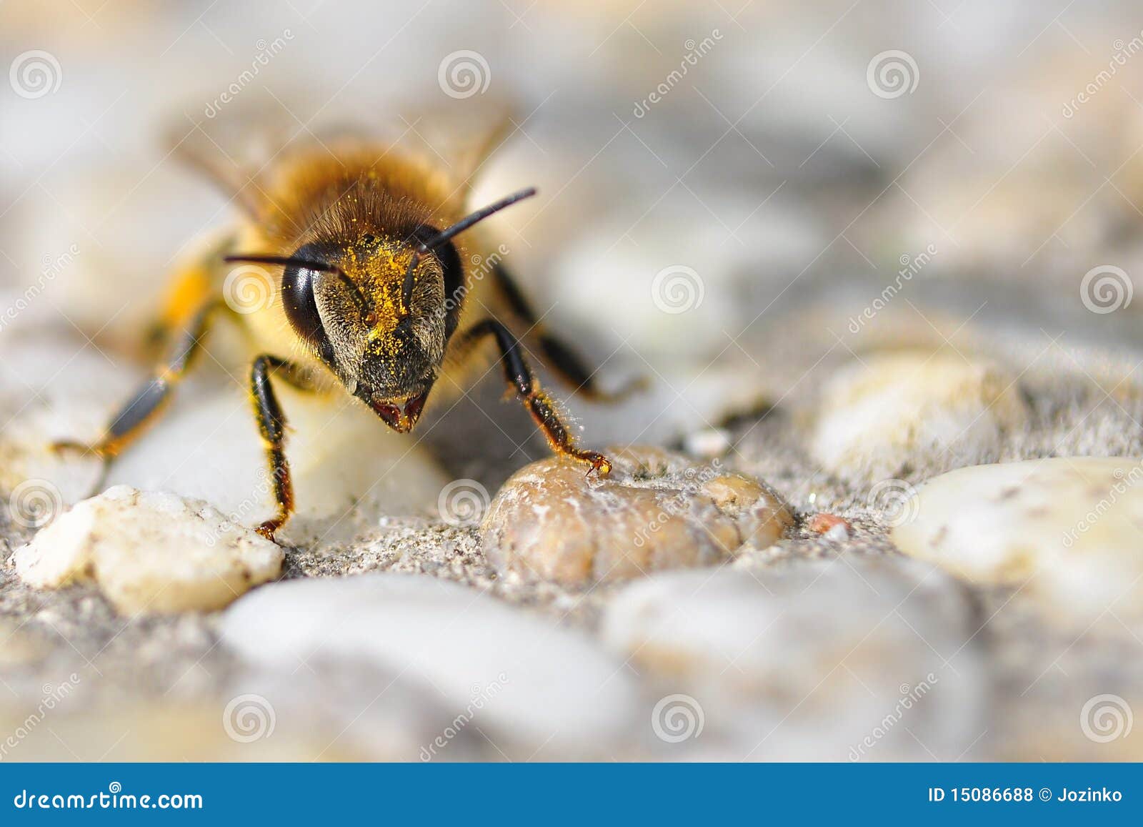 Bee stock photo. Image of dust, hive, insect, hair, wasp - 15086688