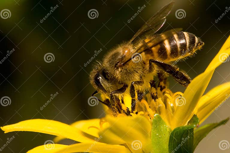 Bee stock image. Image of insect, closeup, flower, nature - 173957