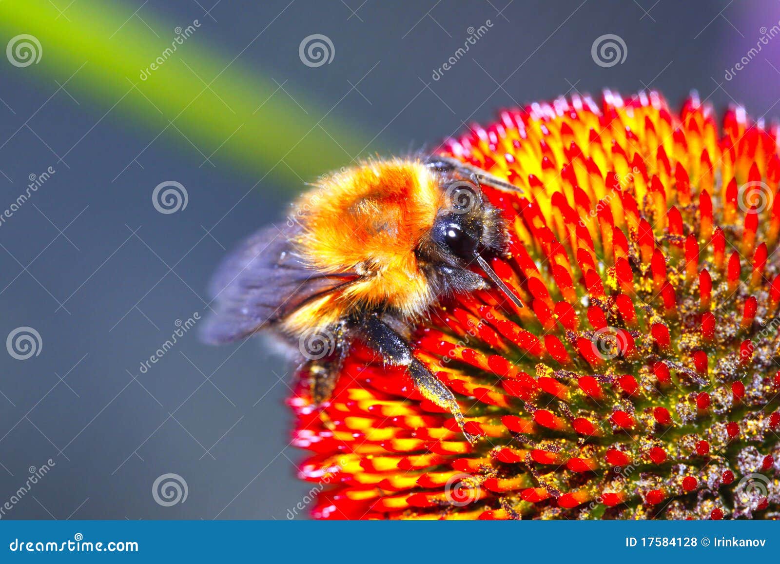 Bee stock photo. Image of summer, august, dragonfly, insects - 17584128