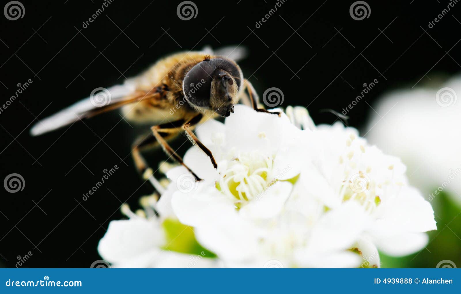 Bee stock photo. Image of injured, pollinate, white, yellow - 4939888