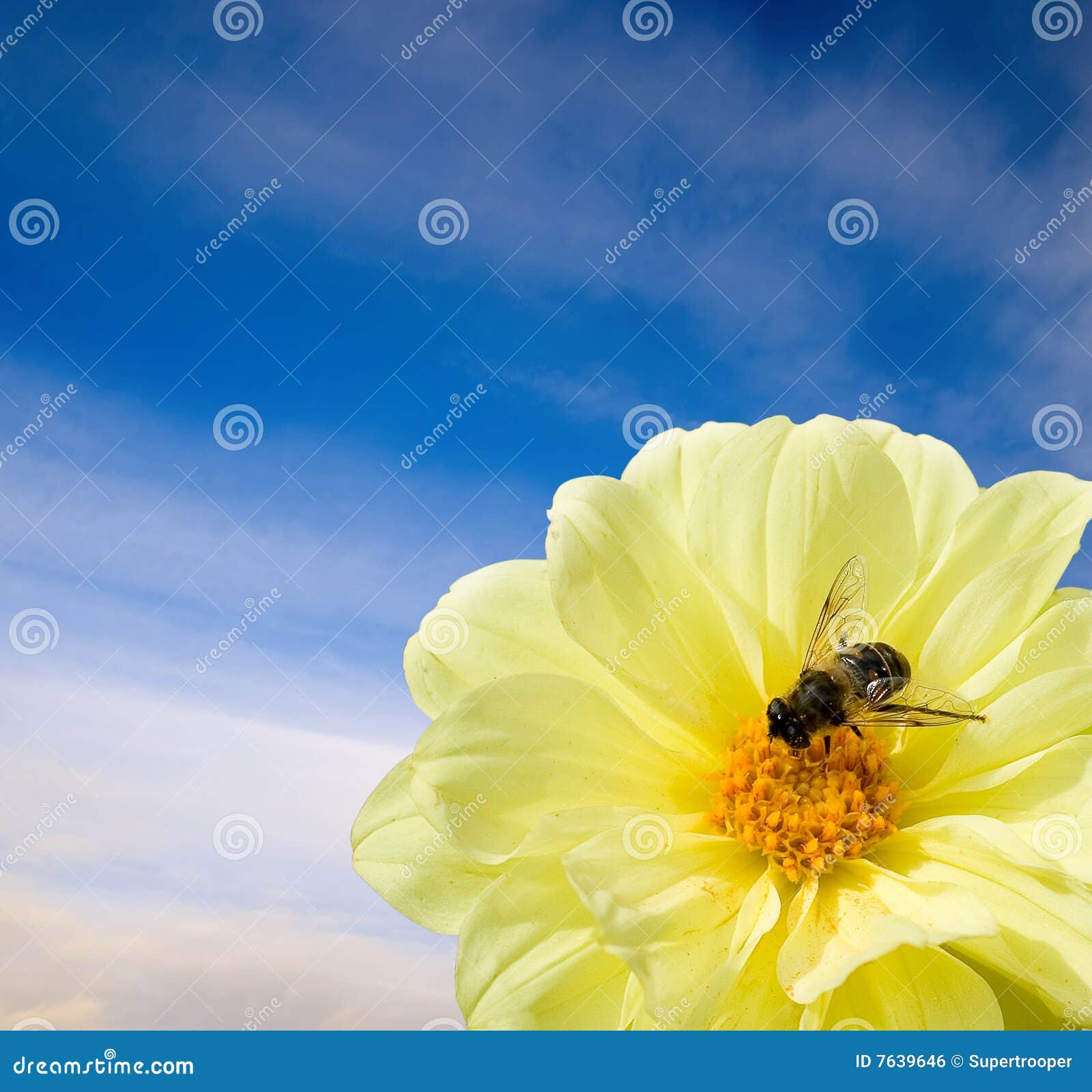 2,066 Bee Peace Stock Photos - Free & Royalty-Free Stock Photos from ...
